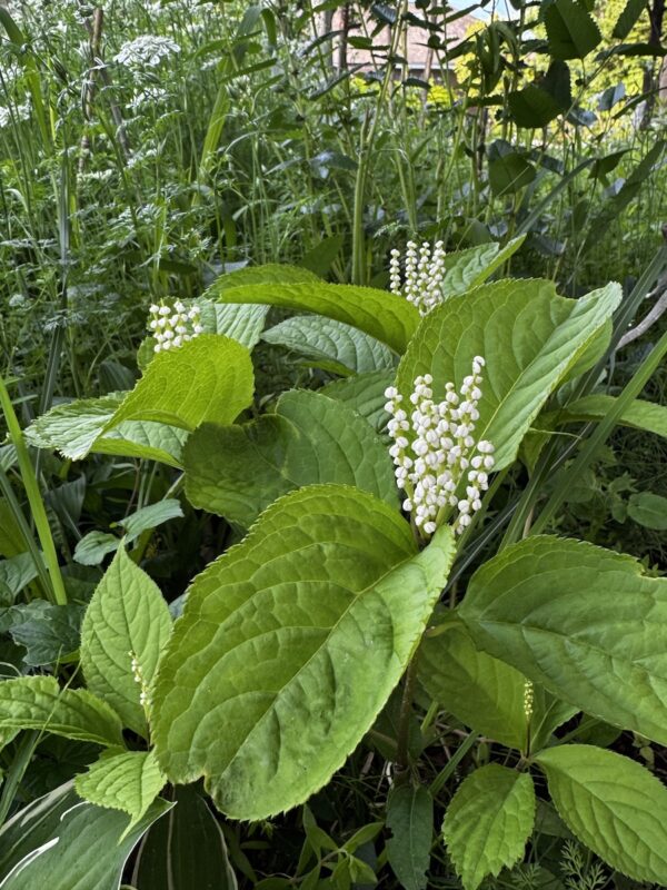 花盛りとイベント・ラッシュのご案内 – 8MATO(やまと)